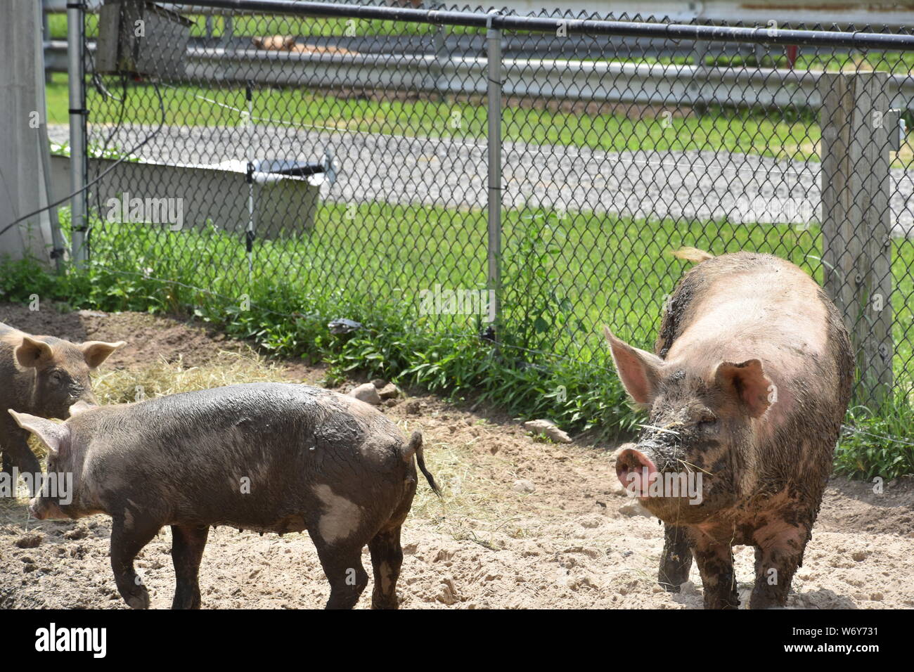 Farm Animals in the Summer Sun in Upstate, New York Stock Photo - Alamy