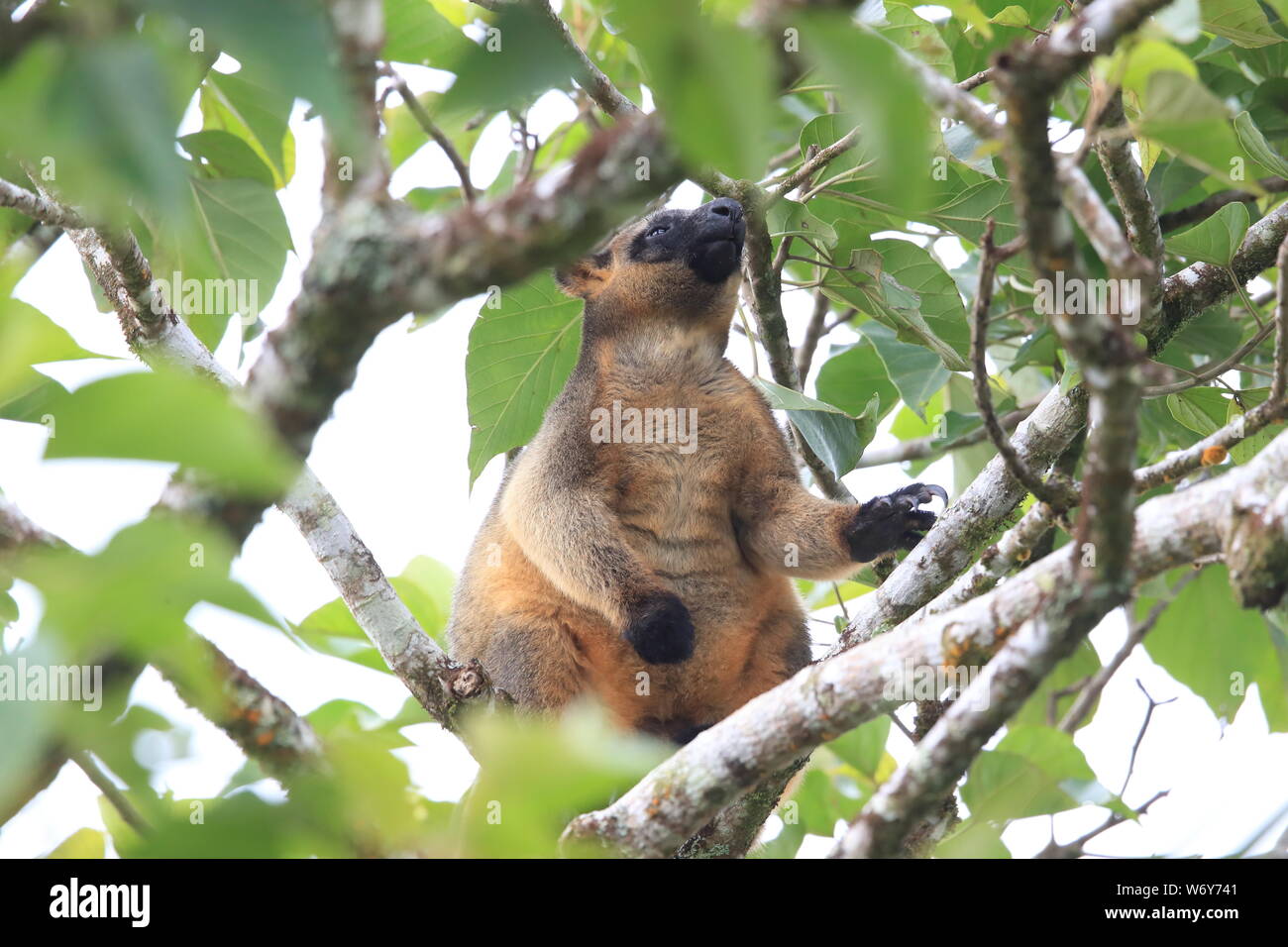 Lumholtz's tree-kangaroo (Dendrolagus lumholtzi) rests high in a tree ...