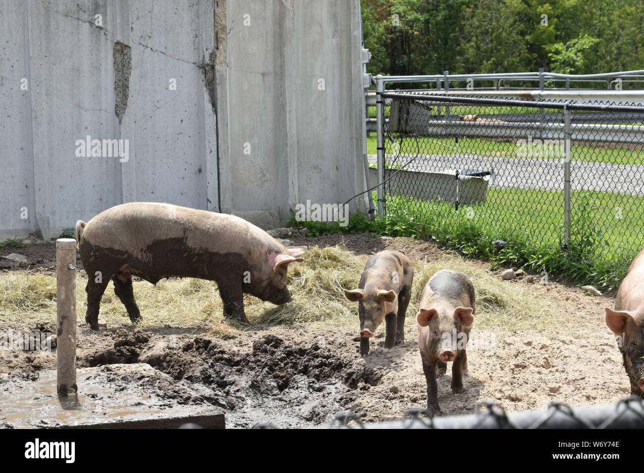 Farm Animals in the Summer Sun in Upstate, New York Stock Photo - Alamy