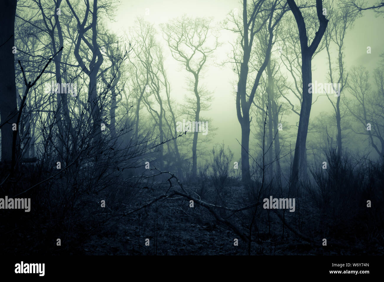 A spooky forest on a misty day in winter, with a glowing eerie sky ...