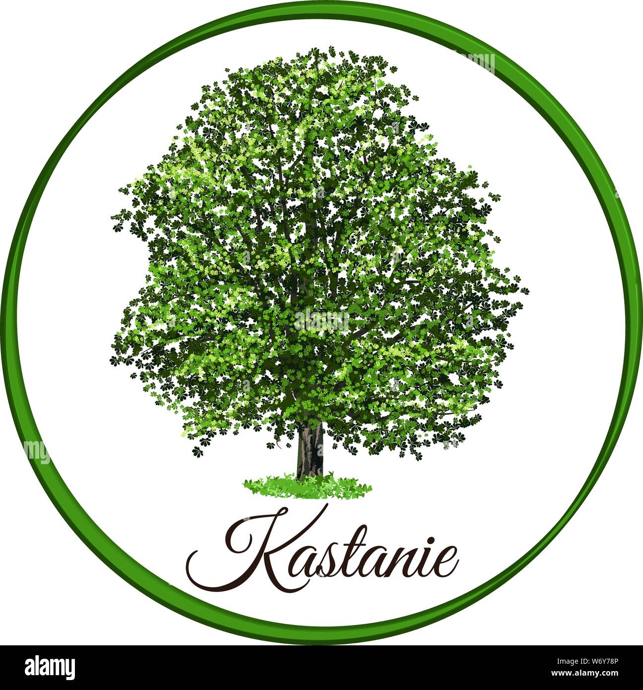 Chestnut species Stock Vector Images - Alamy