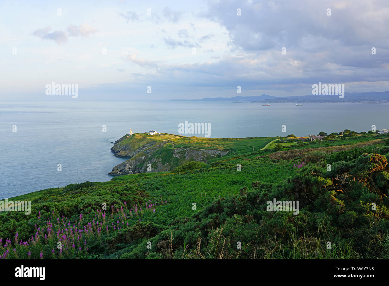 View of green heather fields, the Baily Lighthouse and the Irish Sea ...