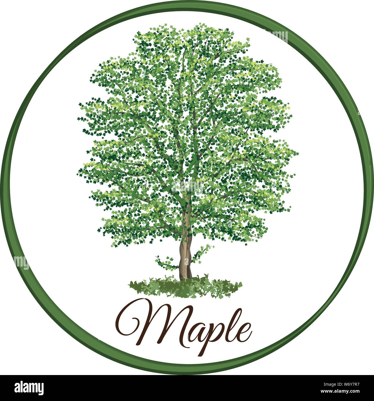 Maple tree species Stock Vector Images - Alamy