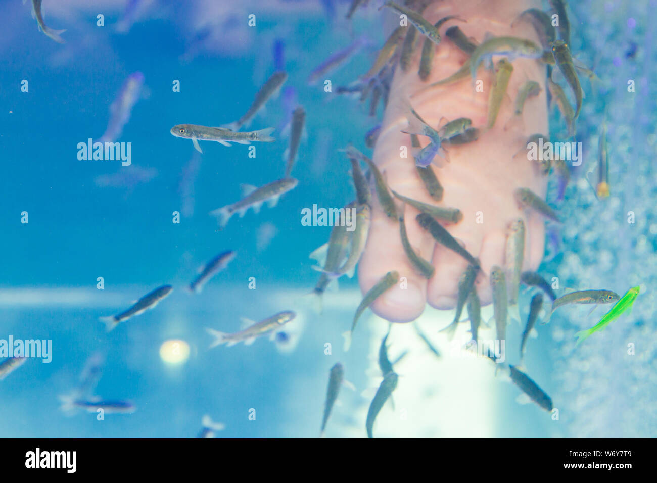Fish Garra rufa in the aquarium treated feet Stock Photo - Alamy