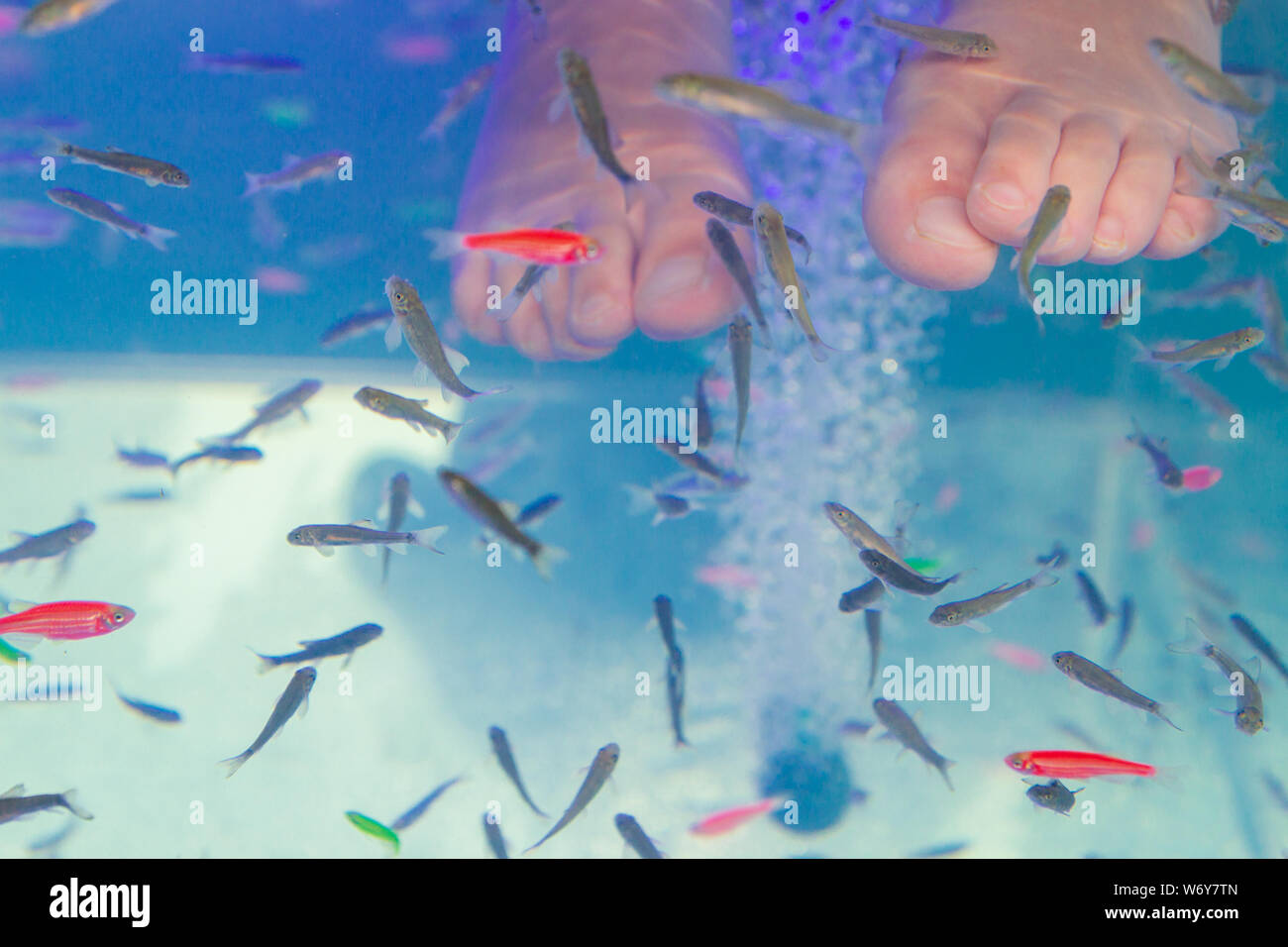 Fish Garra rufa in the aquarium treated feet Stock Photo - Alamy