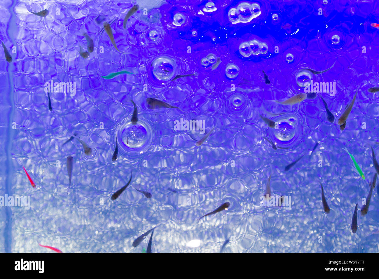 Fish Garra rufa swim in the aquarium in the summer Stock Photo - Alamy