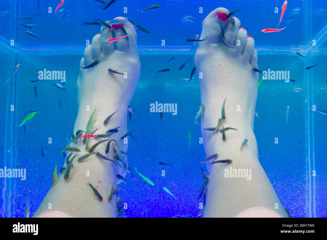 Fish Garra rufa in the aquarium treated feet Stock Photo - Alamy