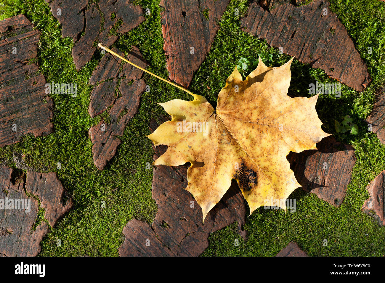 Brick And Leaf High Resolution Stock Photography and Images - Alamy