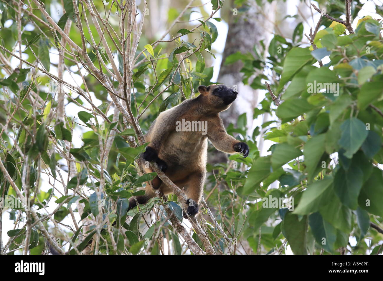 Lumholtz's tree-kangaroo (Dendrolagus lumholtzi) rests high in a tree ...