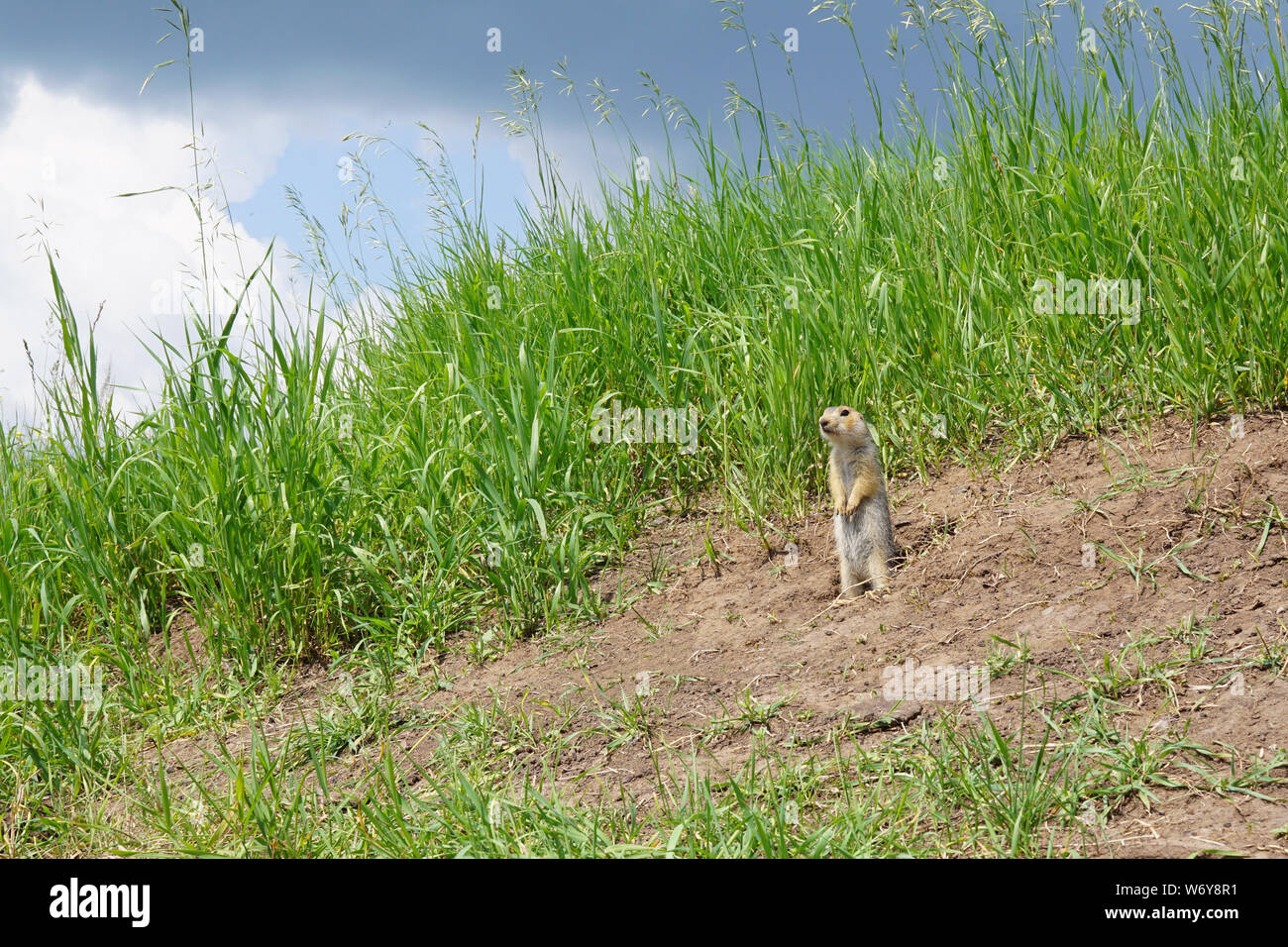 The gopher on Guard, animals in the wild nature. The gophers climbed ...