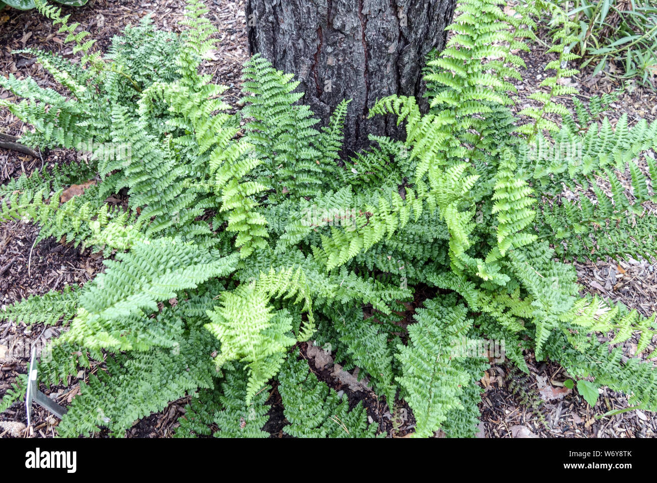 Crested Male Fern leaves, Dryopteris affinis "Cristata Augustata Stock ...