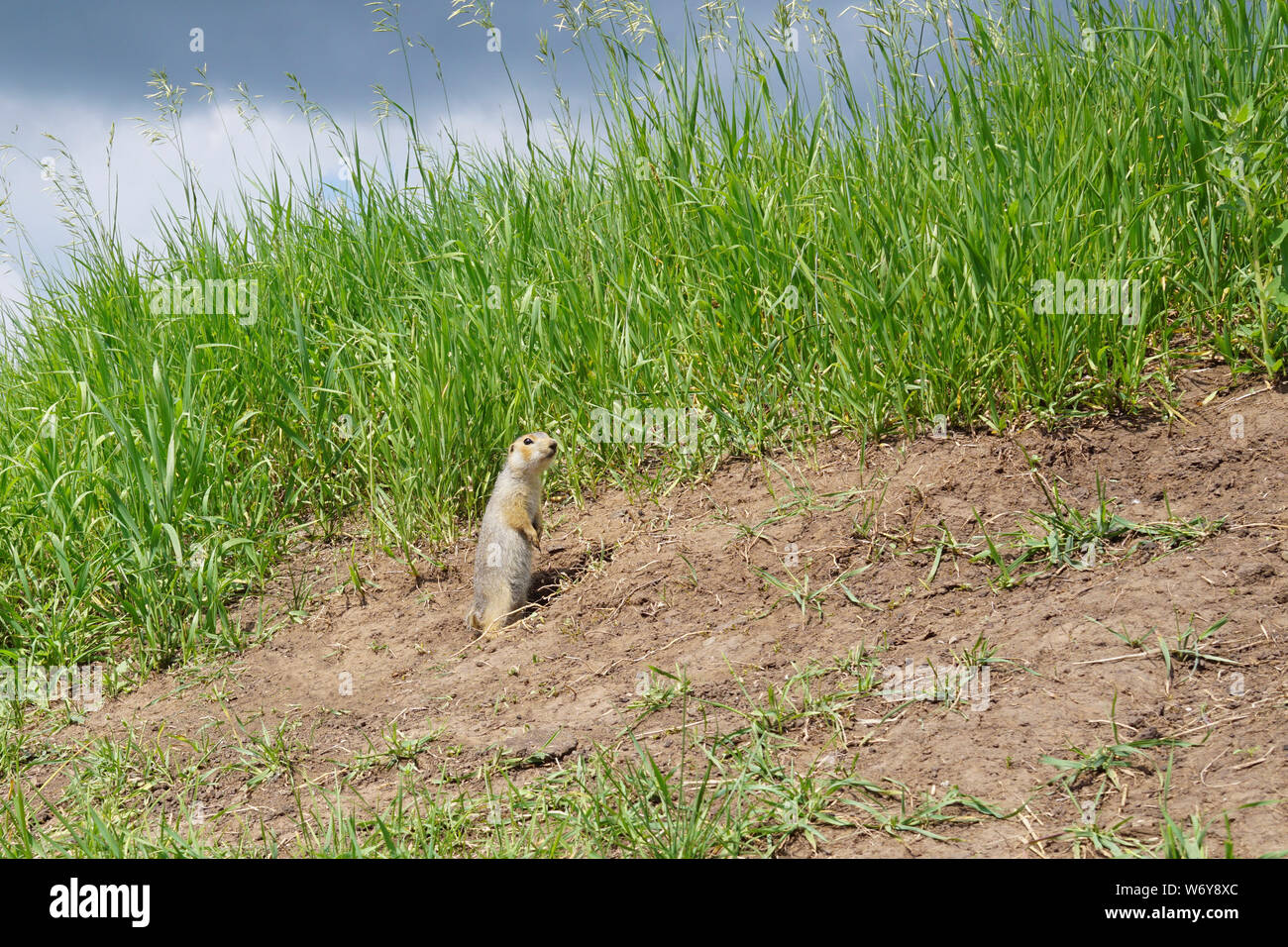 The gopher on Guard, animals in the wild nature. The gophers climbed ...