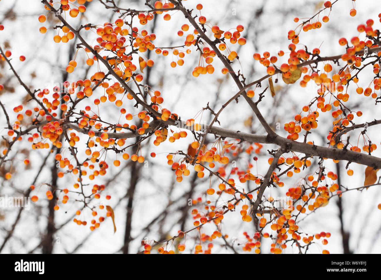 Applet hi-res stock photography and images - Alamy