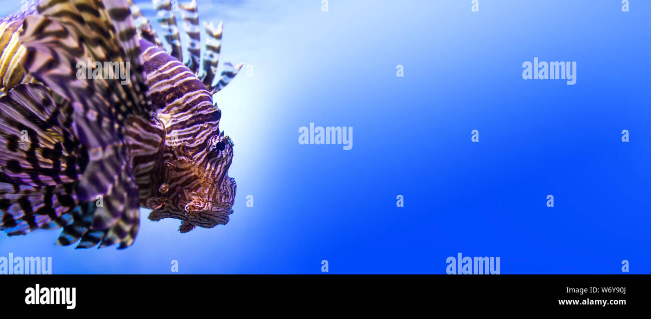 Red Sea Reef Fish High Resolution Stock Photography and Images - Alamy