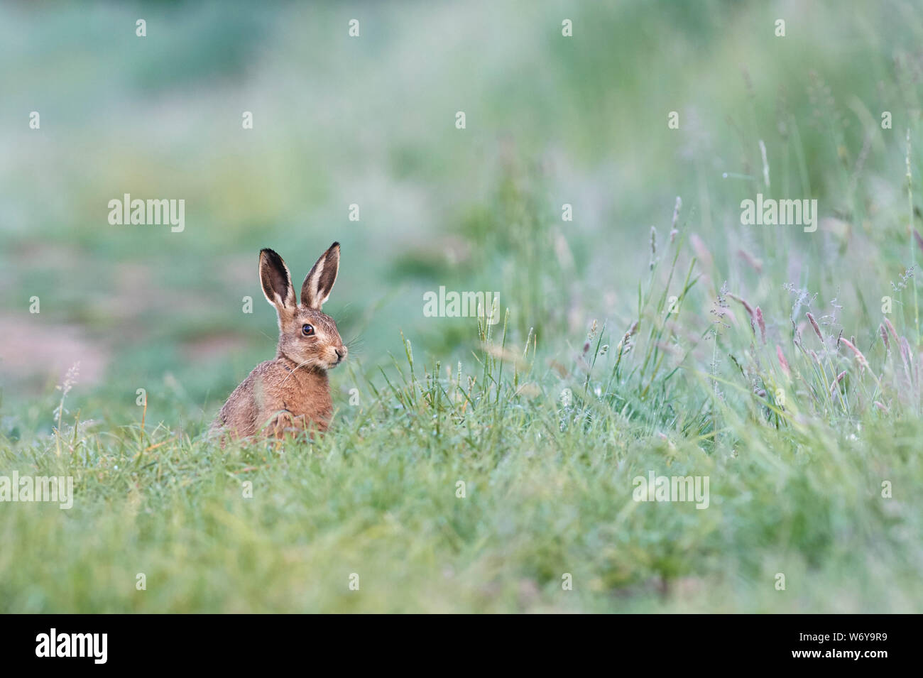 Brown hare hi-res stock photography and images - Alamy