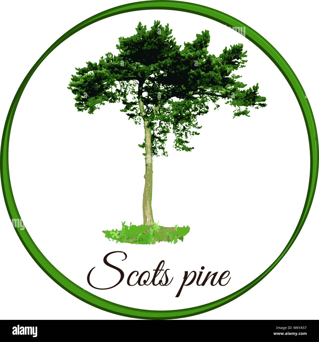 Scots pine Stock Vector Images - Alamy