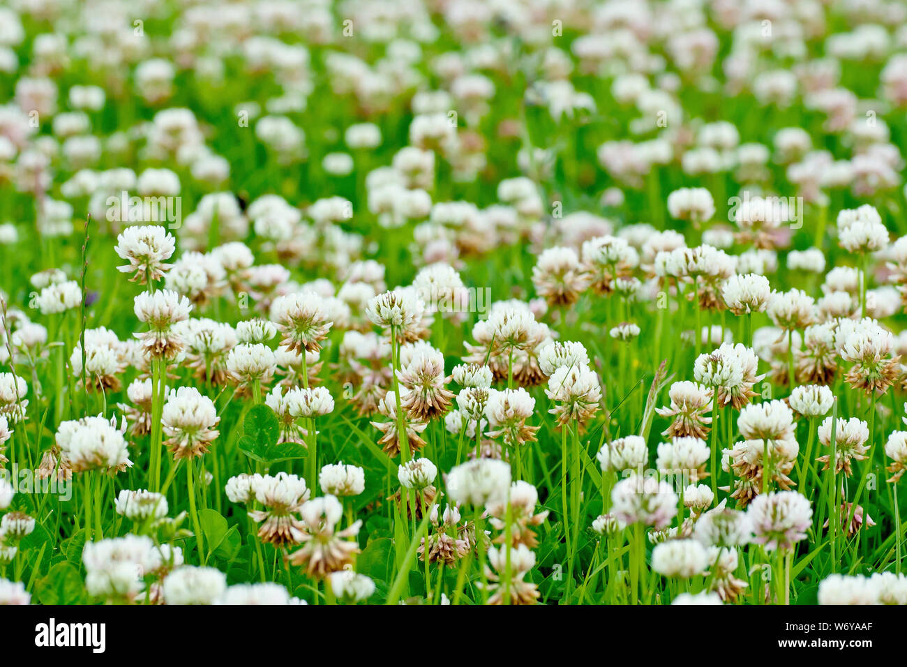 White Clover (trifolium repens), also know as Dutch Clover, close up of ...