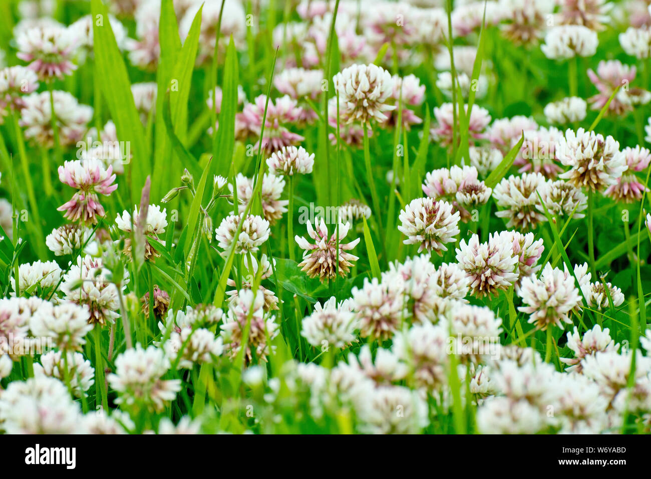 White Clover (trifolium repens), also know as Dutch Clover, close up of ...