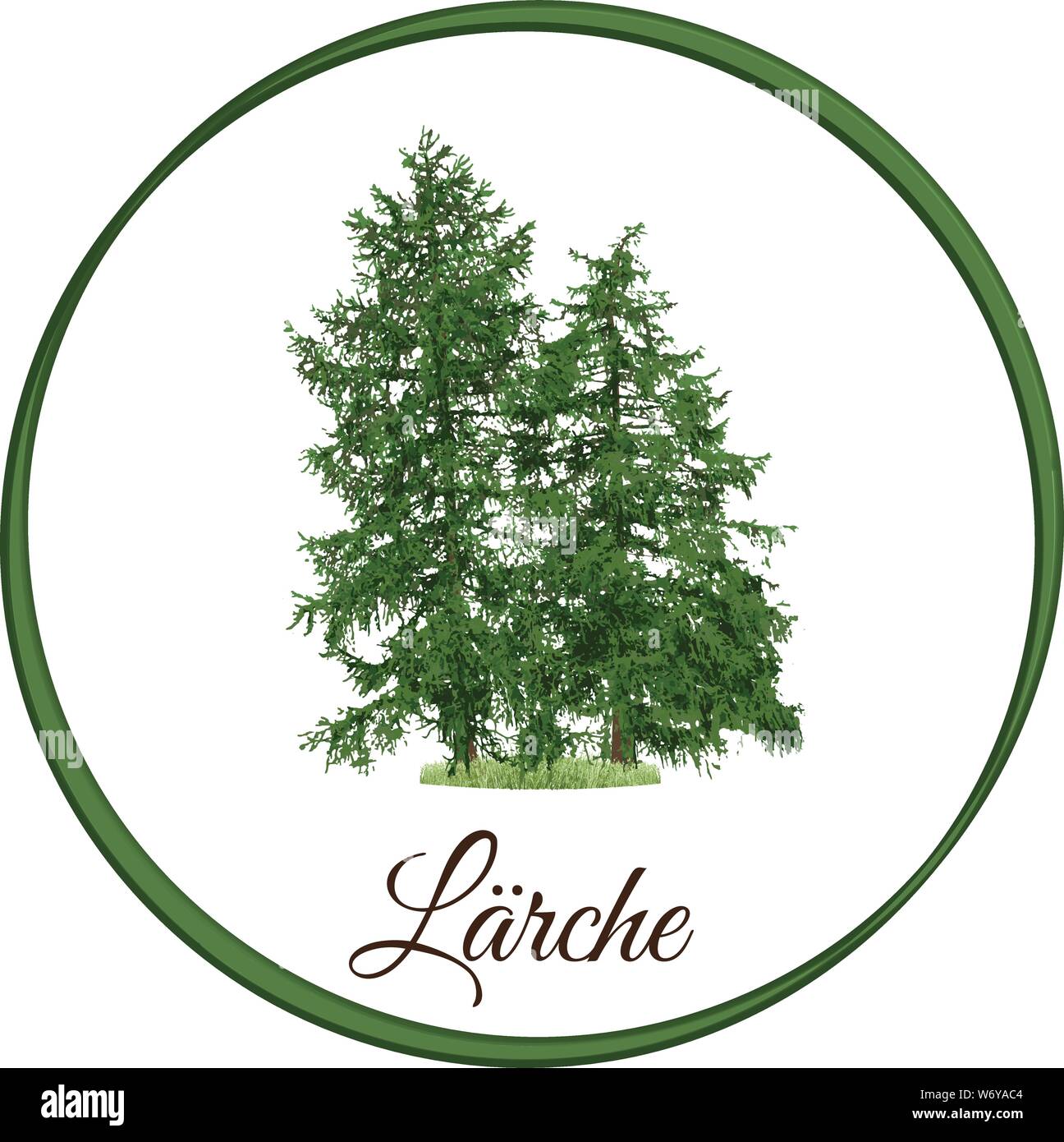 larch tree as vector drawn conifer evergreen Stock Vector Image & Art ...