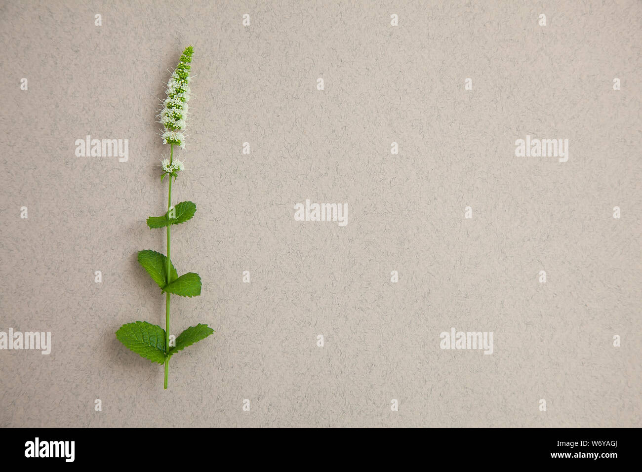 one mint grass with flower on gray background,copy space Stock Photo ...