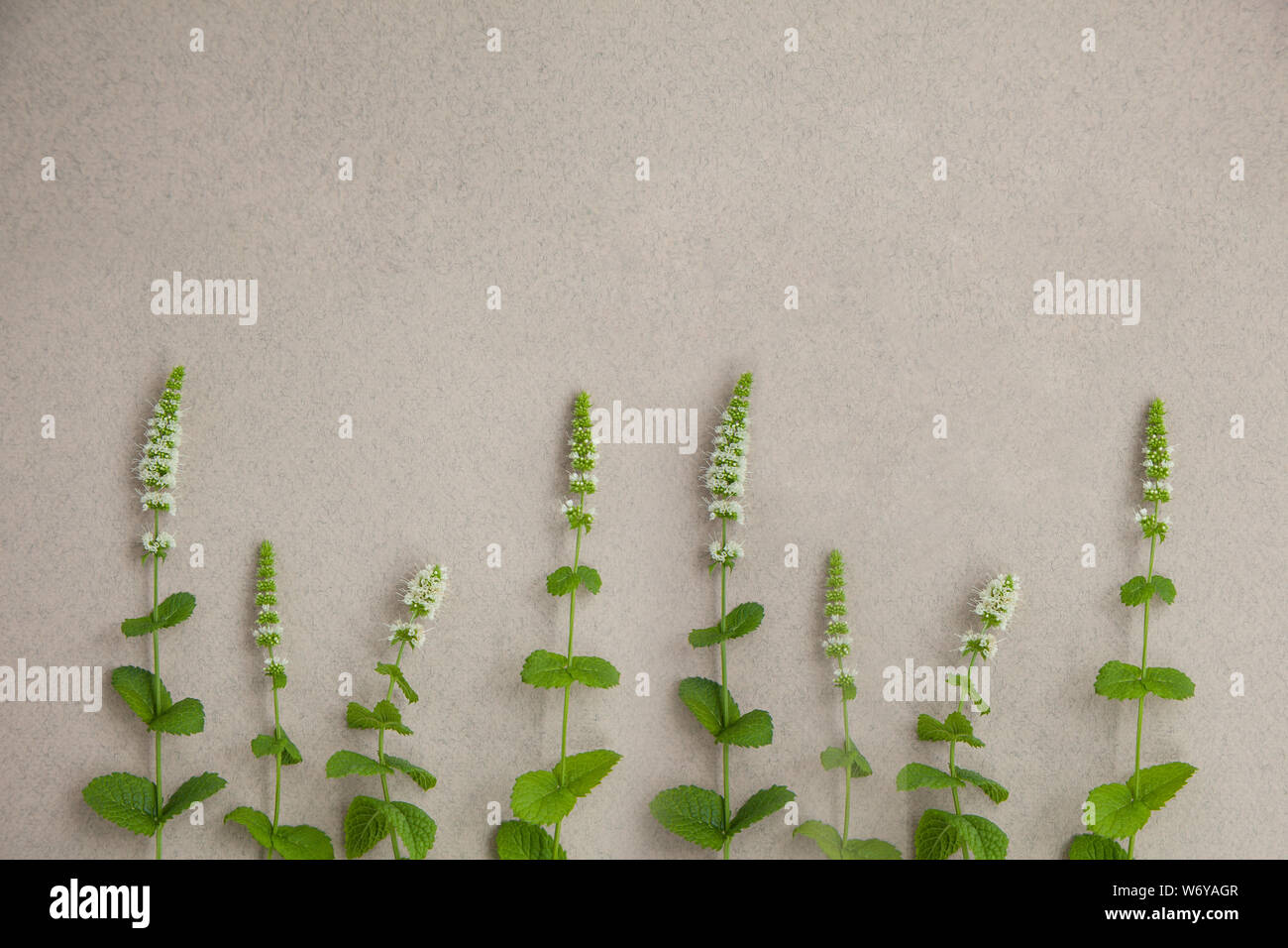 mint grass with flowers on gray background,copy space Stock Photo - Alamy