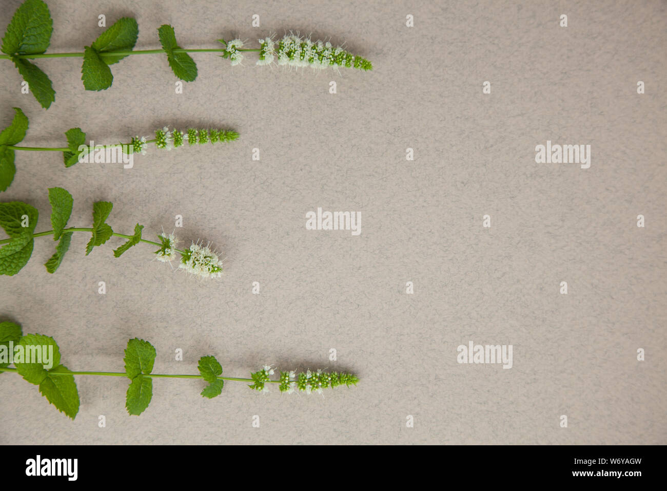 Pennyroyal mint hi-res stock photography and images - Alamy