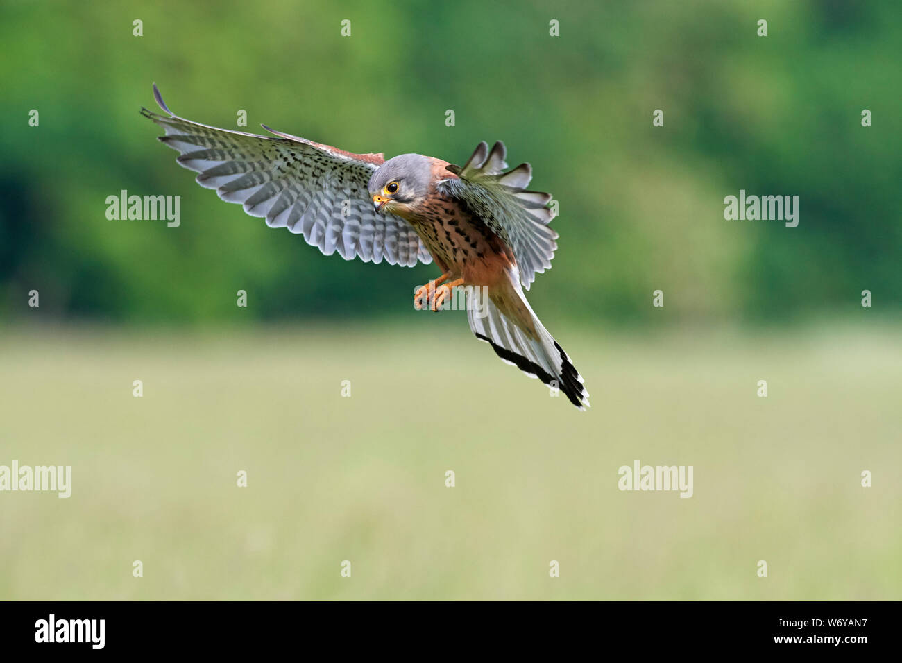 Kestrel open wings hi-res stock photography and images - Alamy