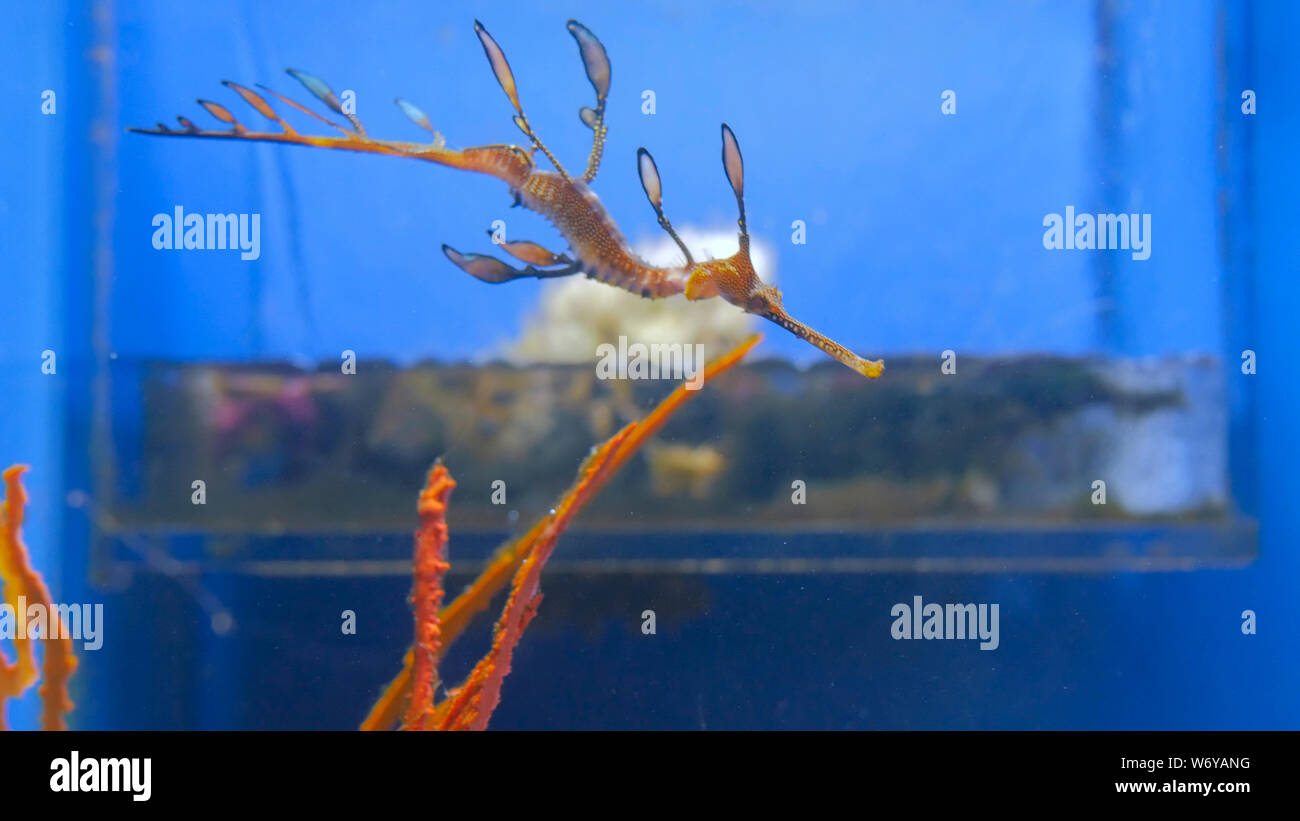 Seahorse environment hi-res stock photography and images - Alamy