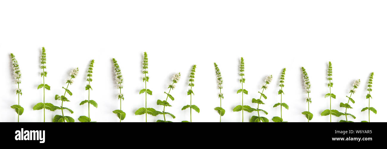 mint grass with flowers on white background,copy space Stock Photo - Alamy