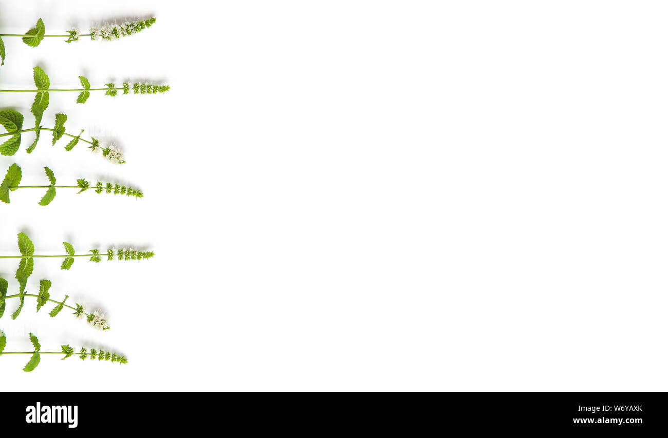 mint grass with flowers on white background,copy space Stock Photo - Alamy