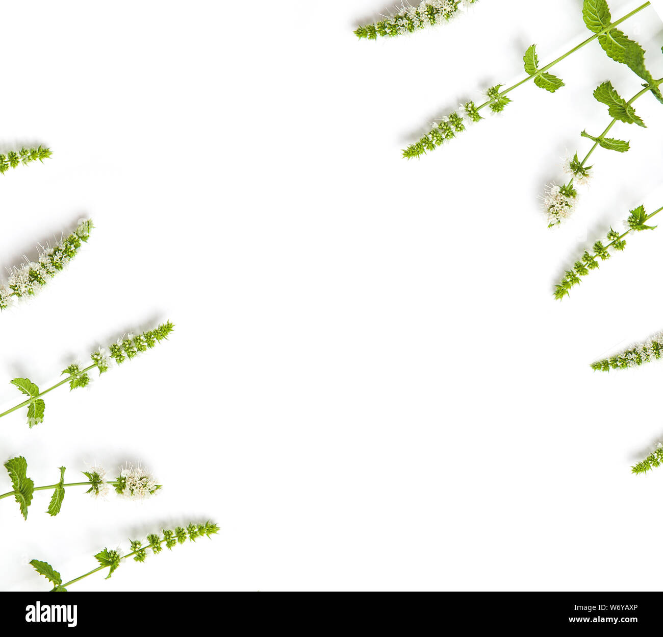 mint grass with flowers on white background,copy space Stock Photo - Alamy