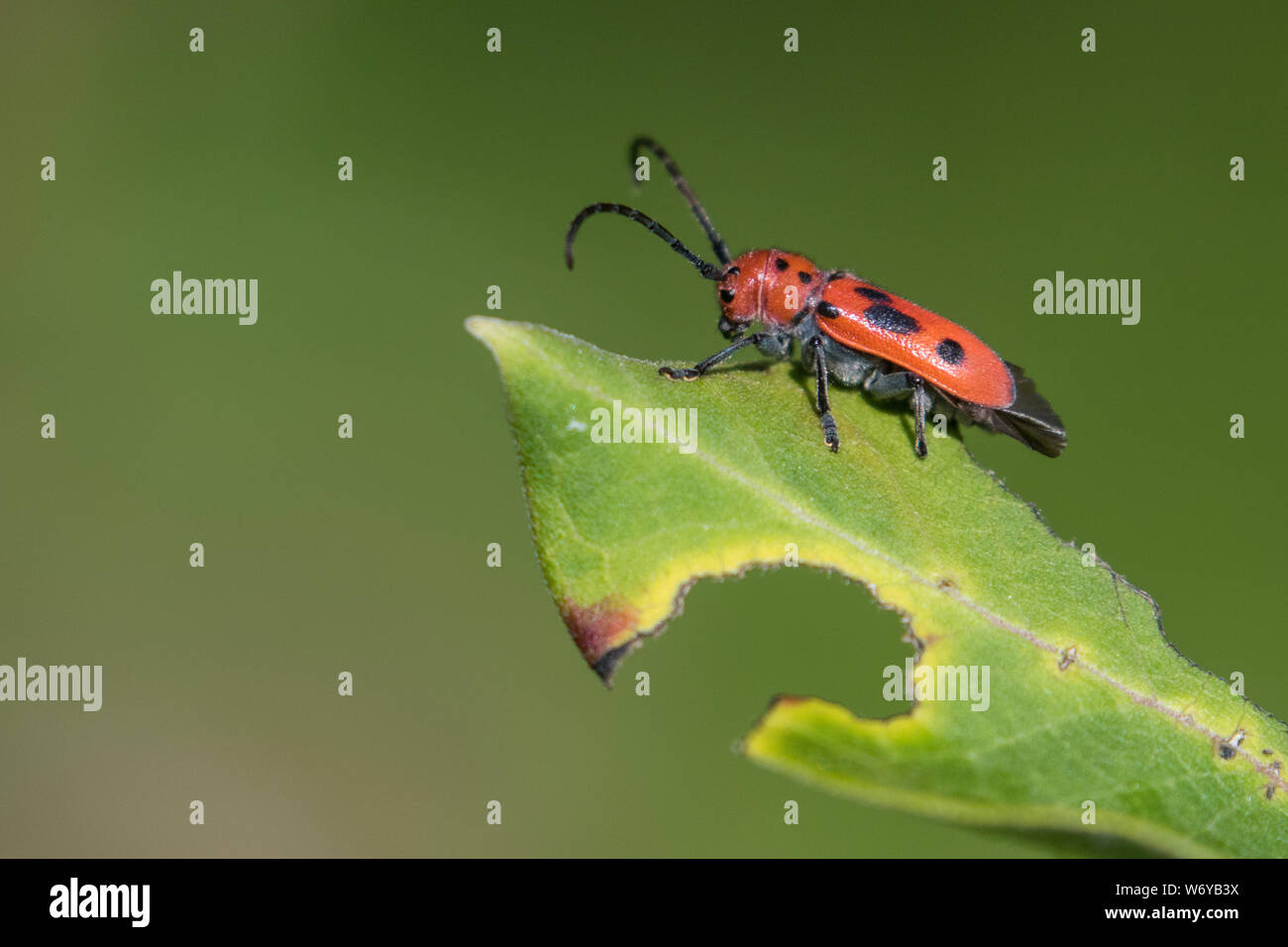 Milkweed longhorn beetle hi-res stock photography and images - Alamy