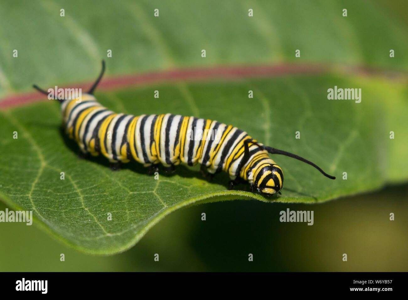 Monarch Butterfly caterpillar Stock Photo - Alamy