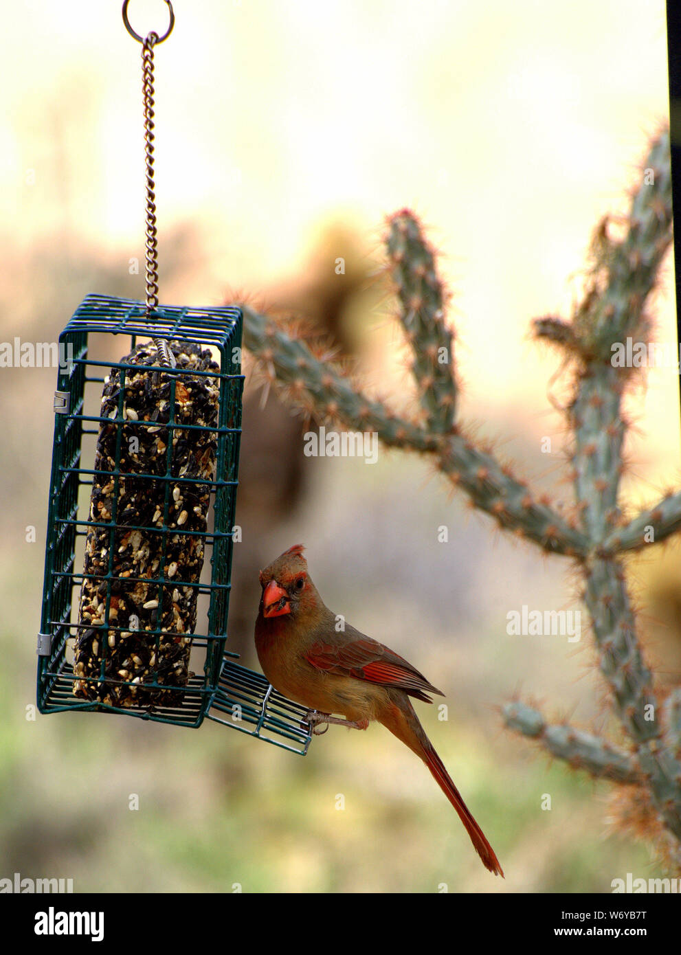 Cardinal bird flying hi-res stock photography and images - Alamy