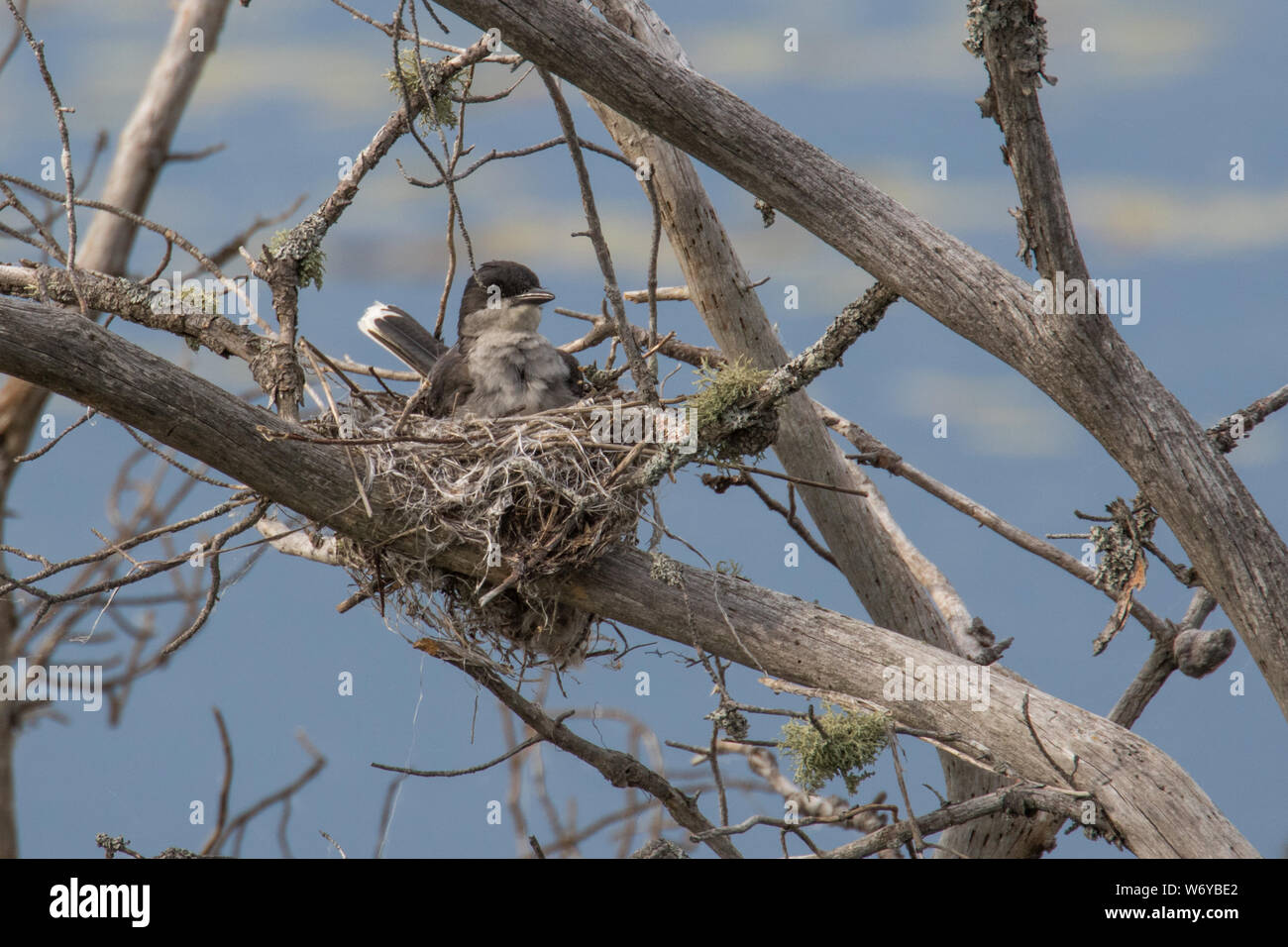 Nesting kingbird hi-res stock photography and images - Alamy