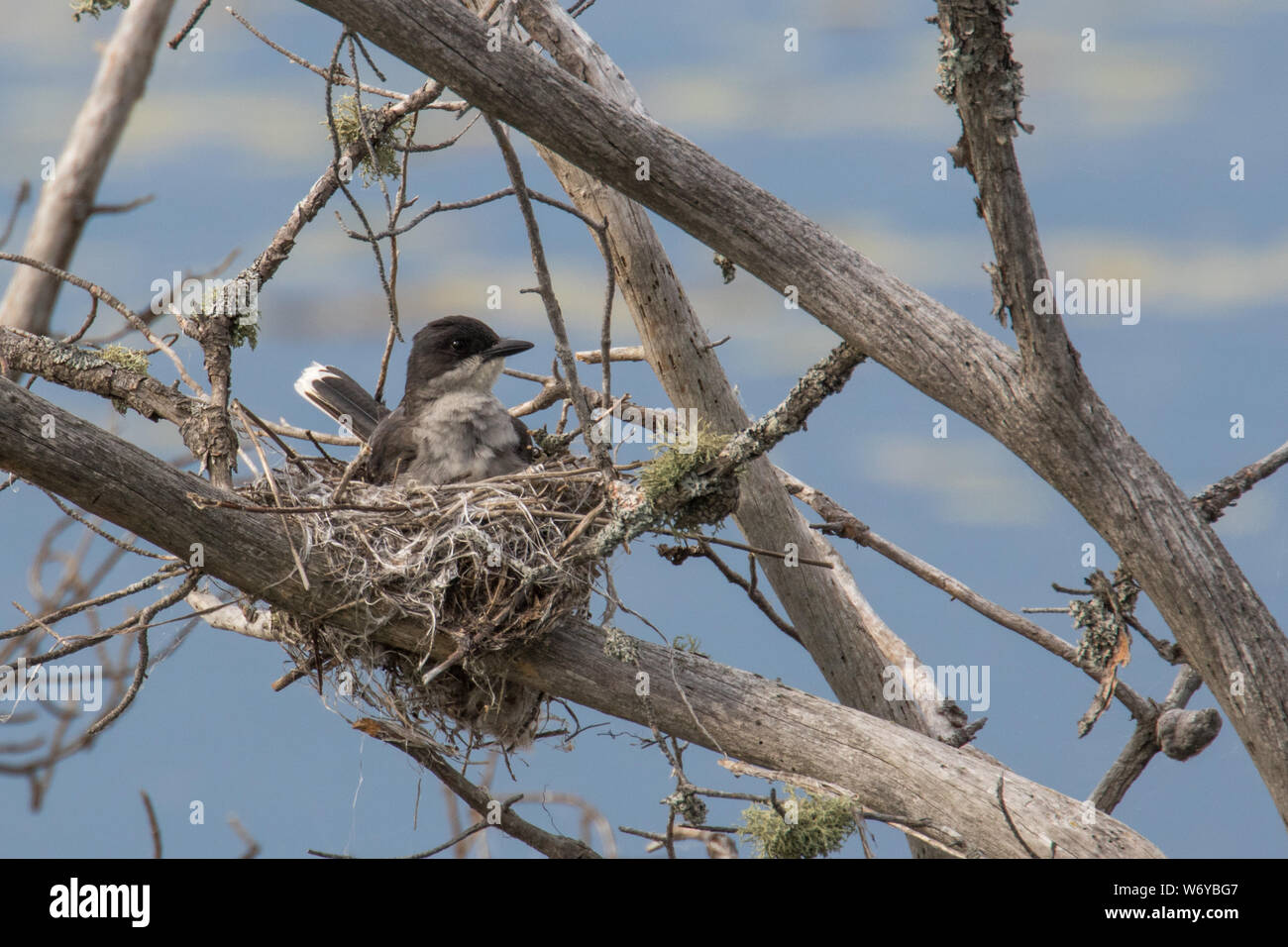 Eastern Kingbird nesting Stock Photo - Alamy