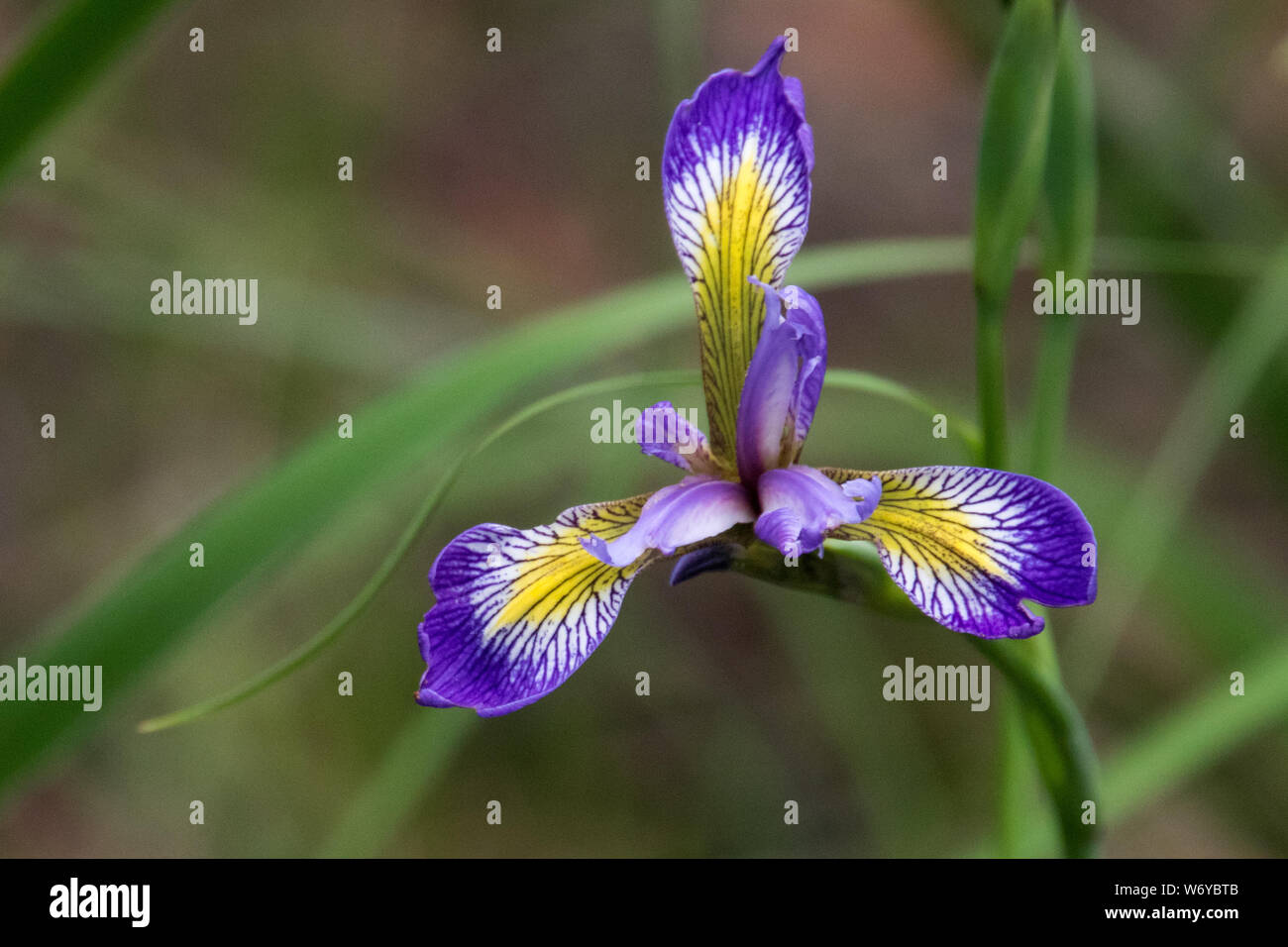 Blue Flag Iris Stock Photo - Alamy