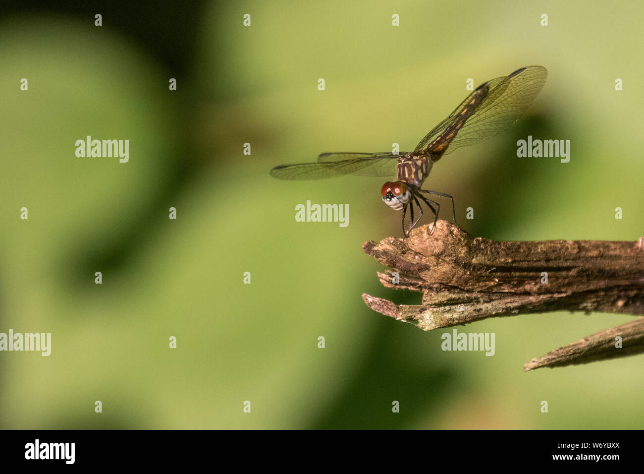 Blue Dasher dragonfly Stock Photo - Alamy