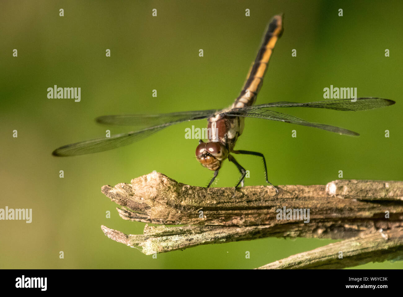 Blue Dasher dragonfly Stock Photo - Alamy
