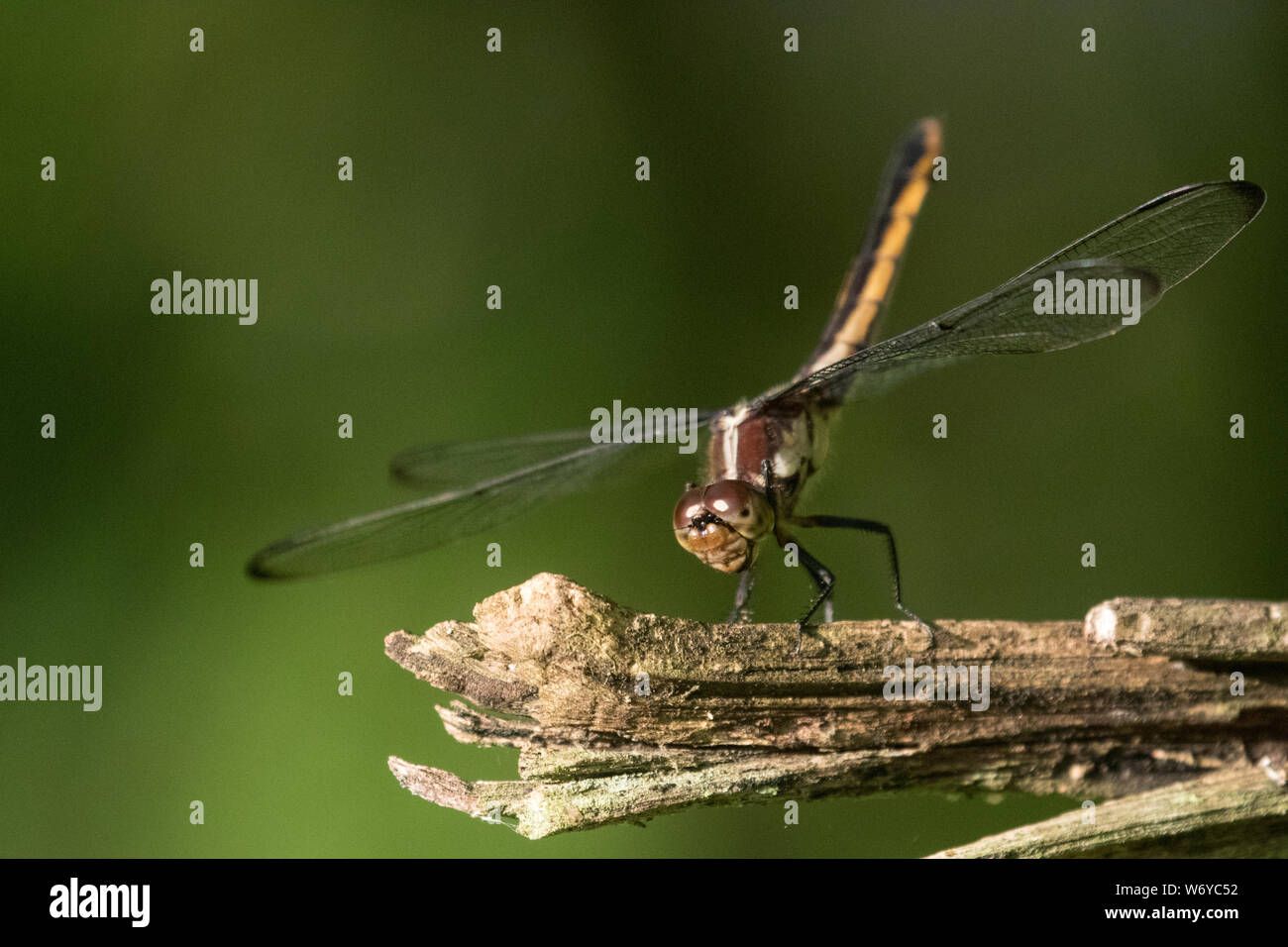Blue Dasher dragonfly Stock Photo - Alamy