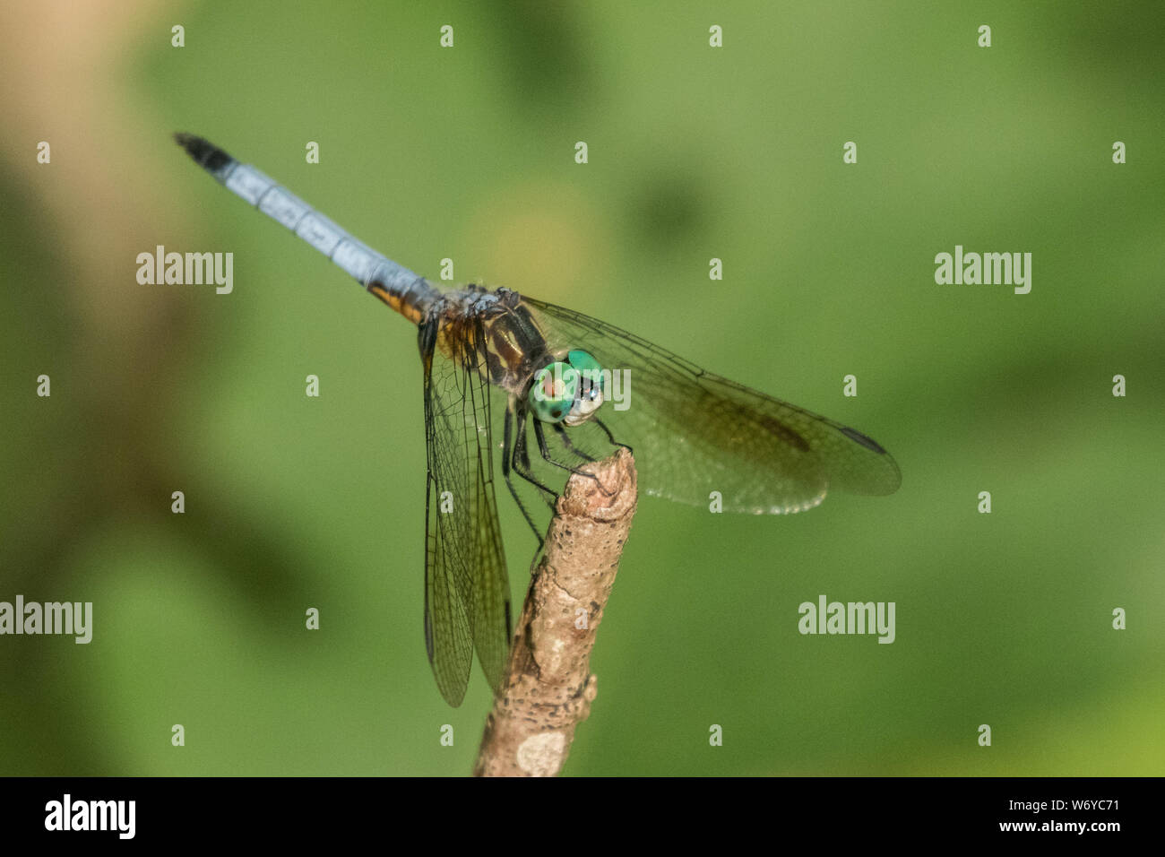 Blue Dasher dragonfly Stock Photo - Alamy
