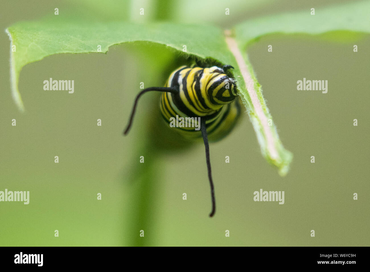 Monarch Butterfly caterpillar Stock Photo - Alamy