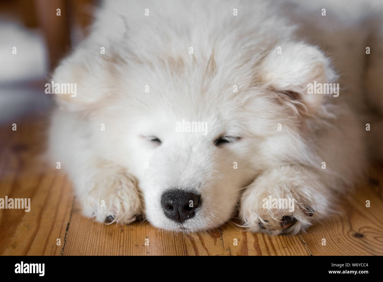 Samoyed puppy laying on hi-res stock photography and images - Alamy