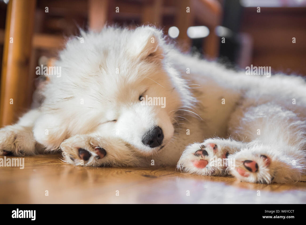 Samoyed puppy laying on hi-res stock photography and images - Alamy