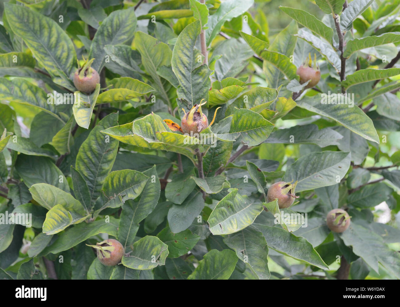 Medlars growing on tree Stock Photo - Alamy