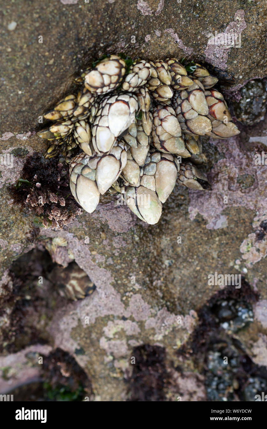 Crab in shell on pebbles hi-res stock photography and images - Alamy