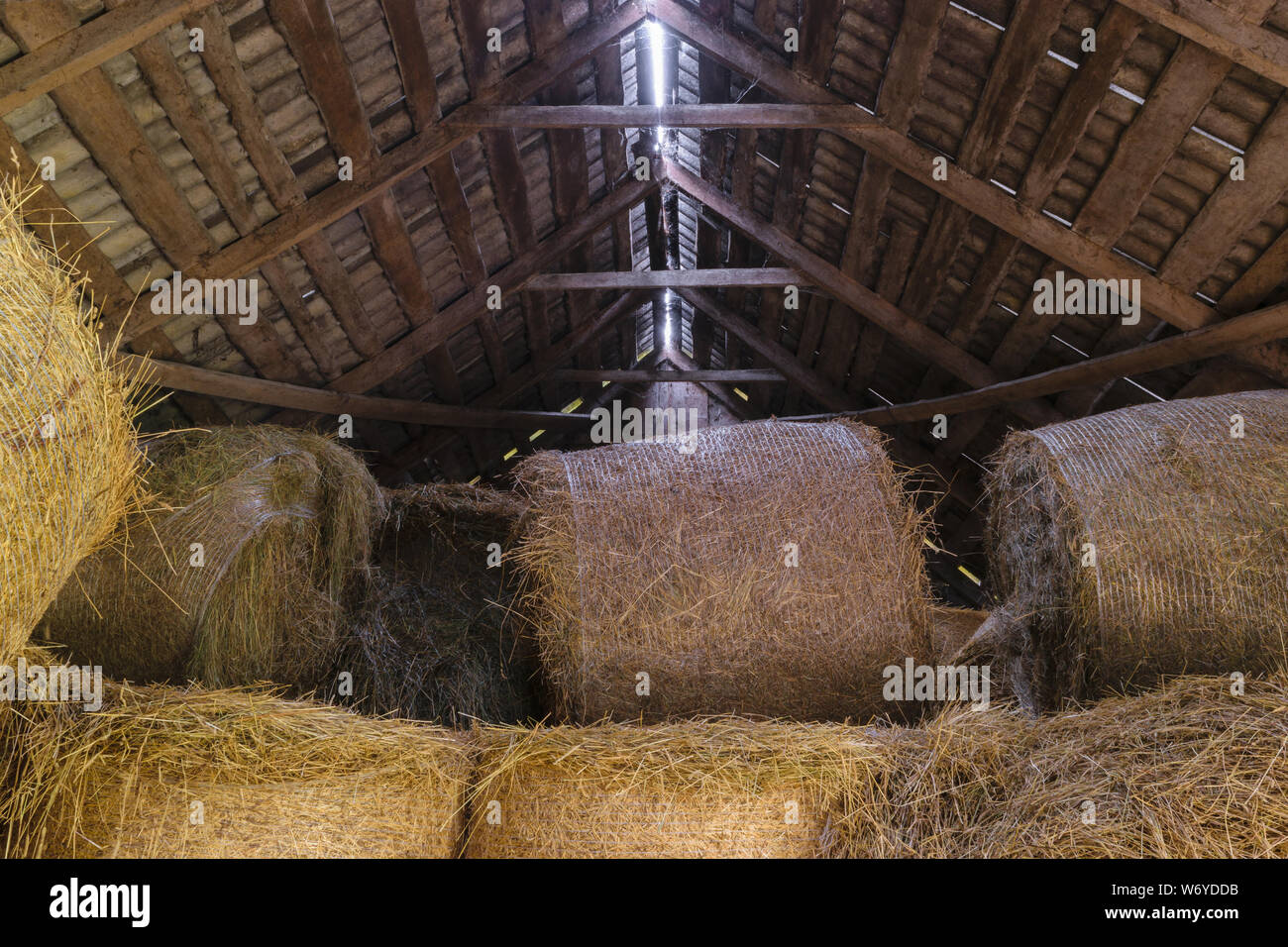 Huge round hay bales wrapped in plastic net and placed in barn. Sun ...