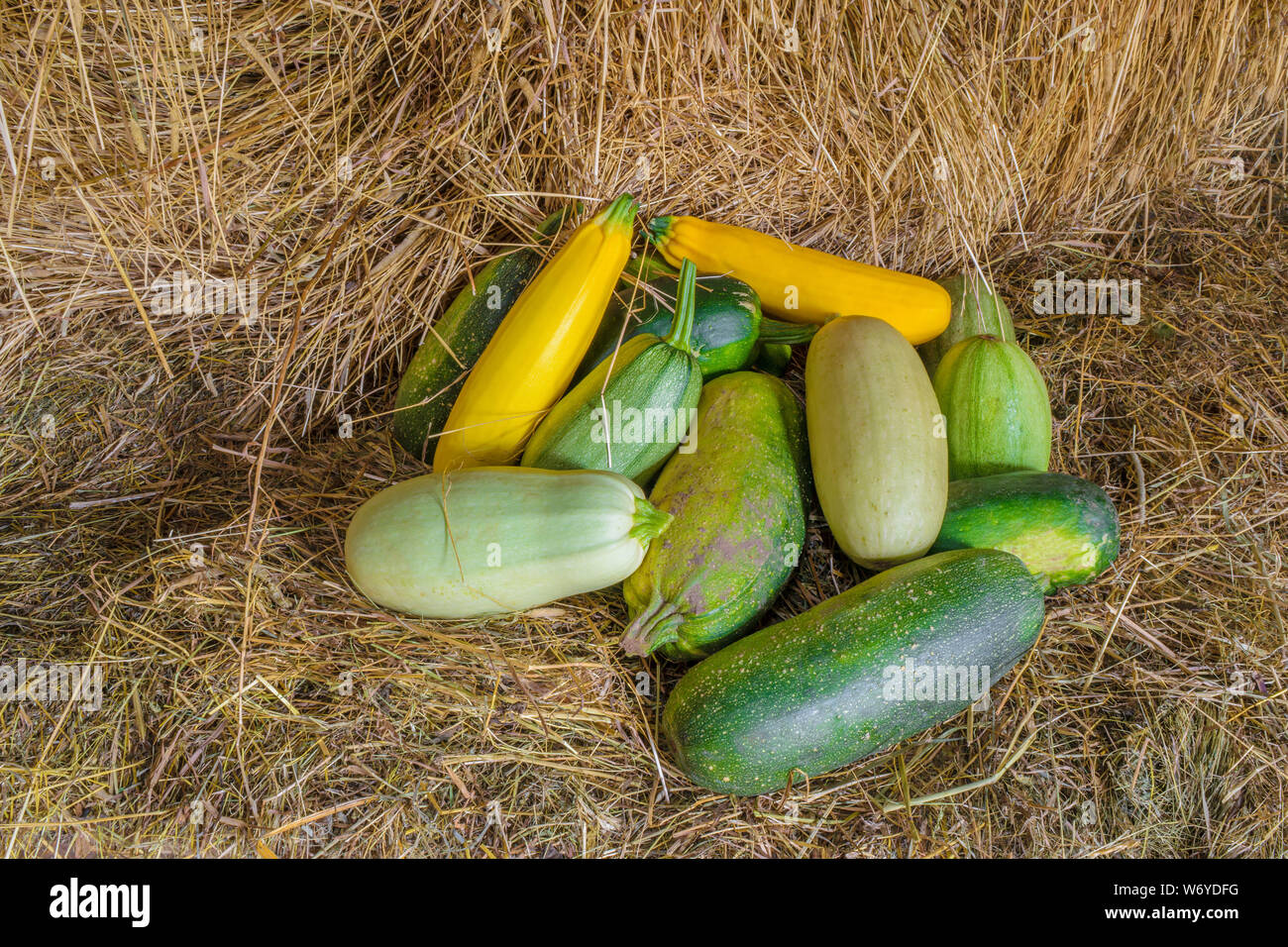 Courgette Types High Resolution Stock Photography and Images - Alamy