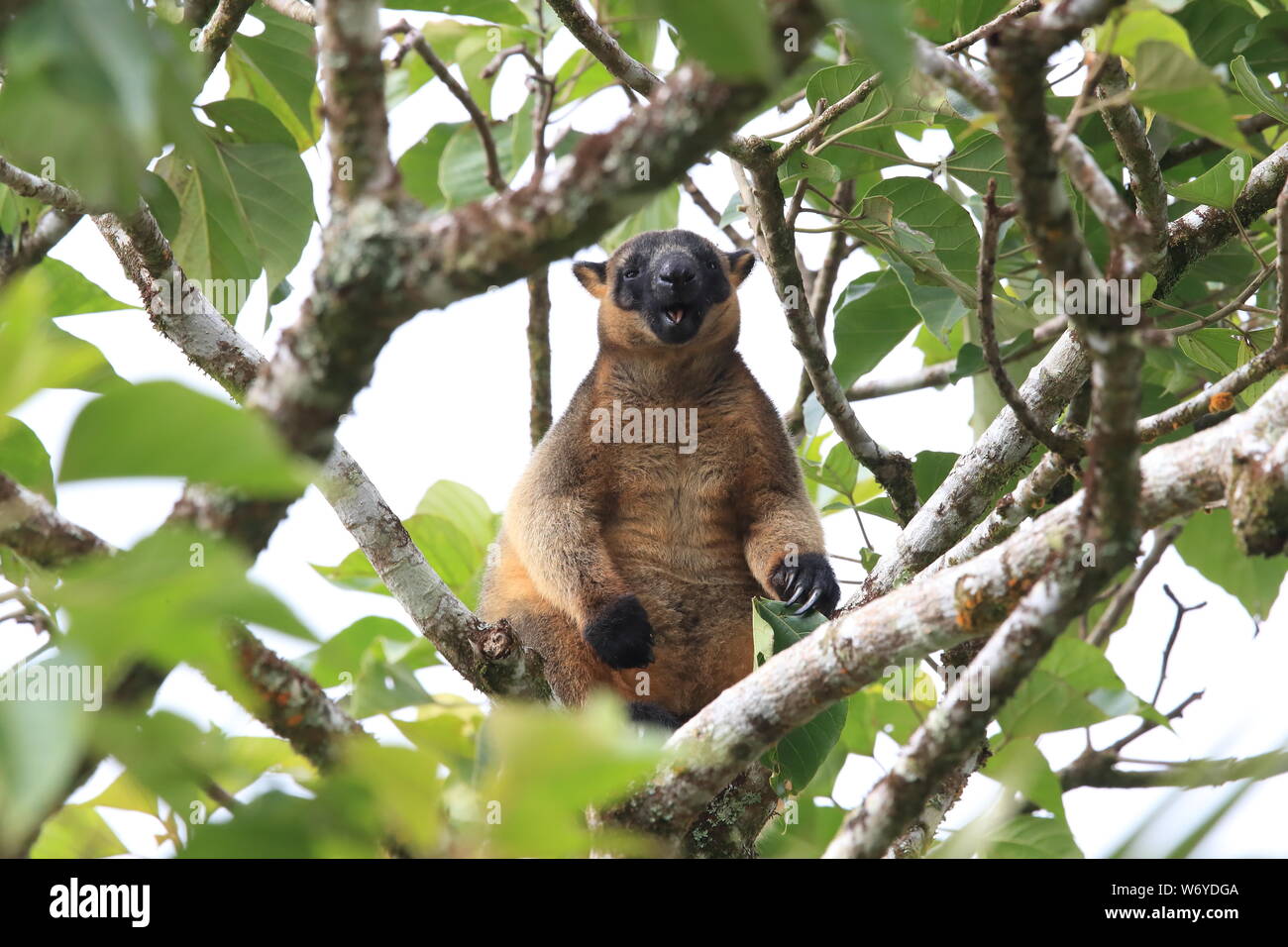 Lumholtz's tree-kangaroo (Dendrolagus lumholtzi) rests high in a tree ...