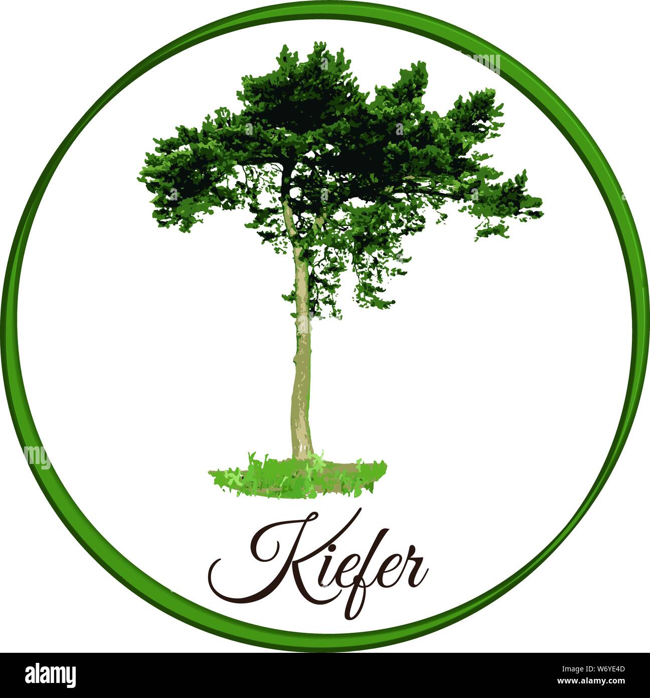 Evergreen forest species Cut Out Stock Images & Pictures - Alamy